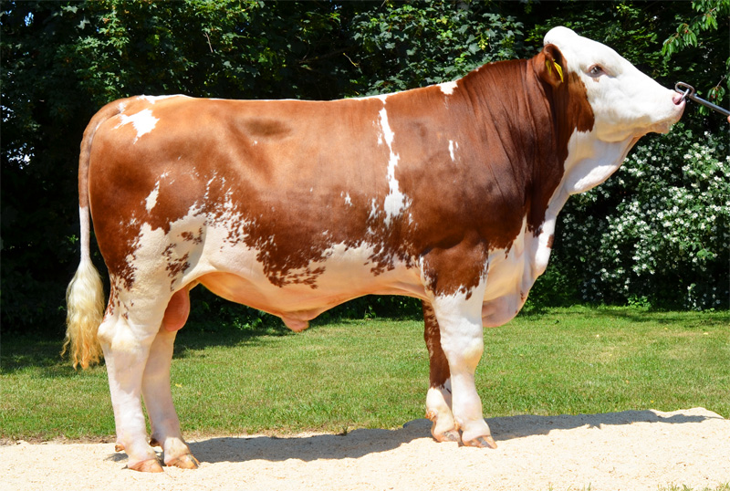 Echo - Synetics Bull Search