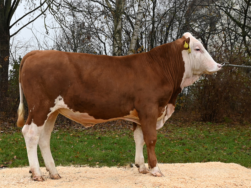 Italiano Pp - Synetics Bull Search