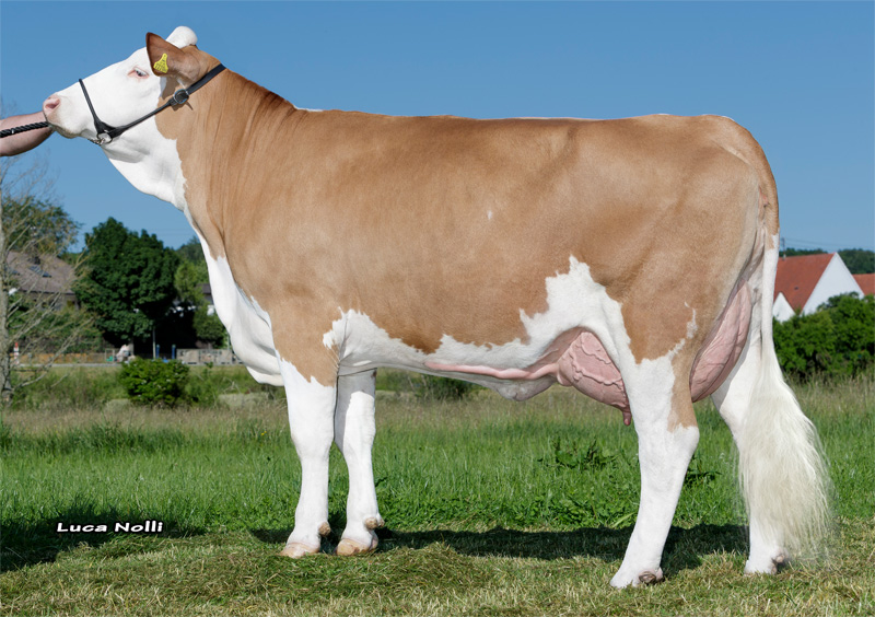 Italiano Pp - Synetics Bull Search